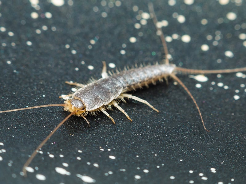 Silverfish Infestation Silverfish What Is This Bug In My Bathroom Silverfish Infestation Silverfish What Is This Bug In My Bathroom