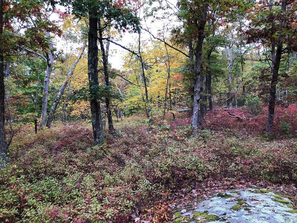 Lyme Corner Trails - Connecticut Trail Finder