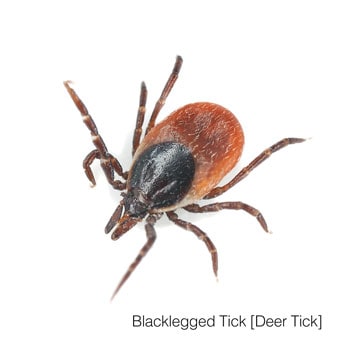 Tick identification and information for Michigan, Ohio and Indiana