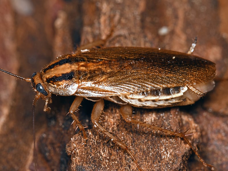 Cockroach Identification
