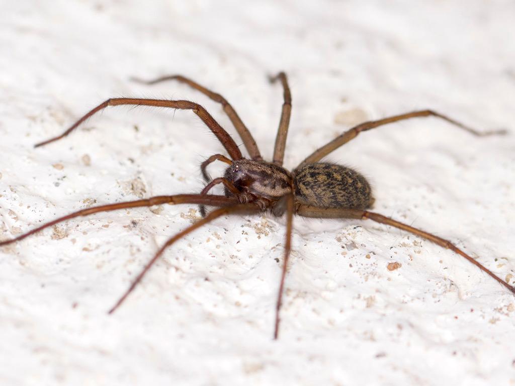 House Spider Identification For Albuquerque NM Property Owners