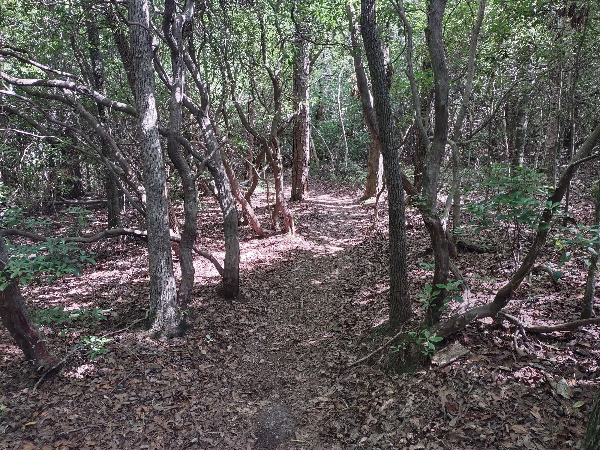 Ross Mountain Passage - The Palmetto Trails