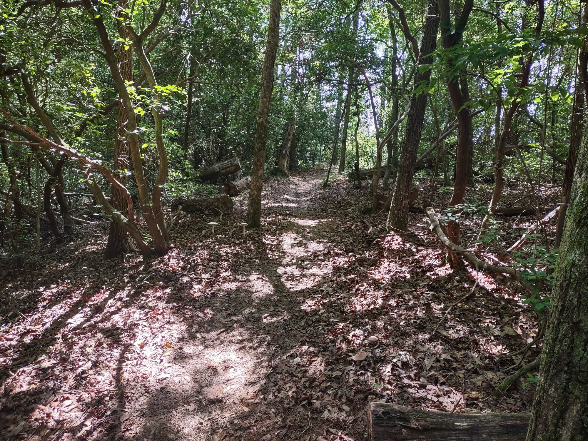 Ross Mountain Passage - The Palmetto Trails