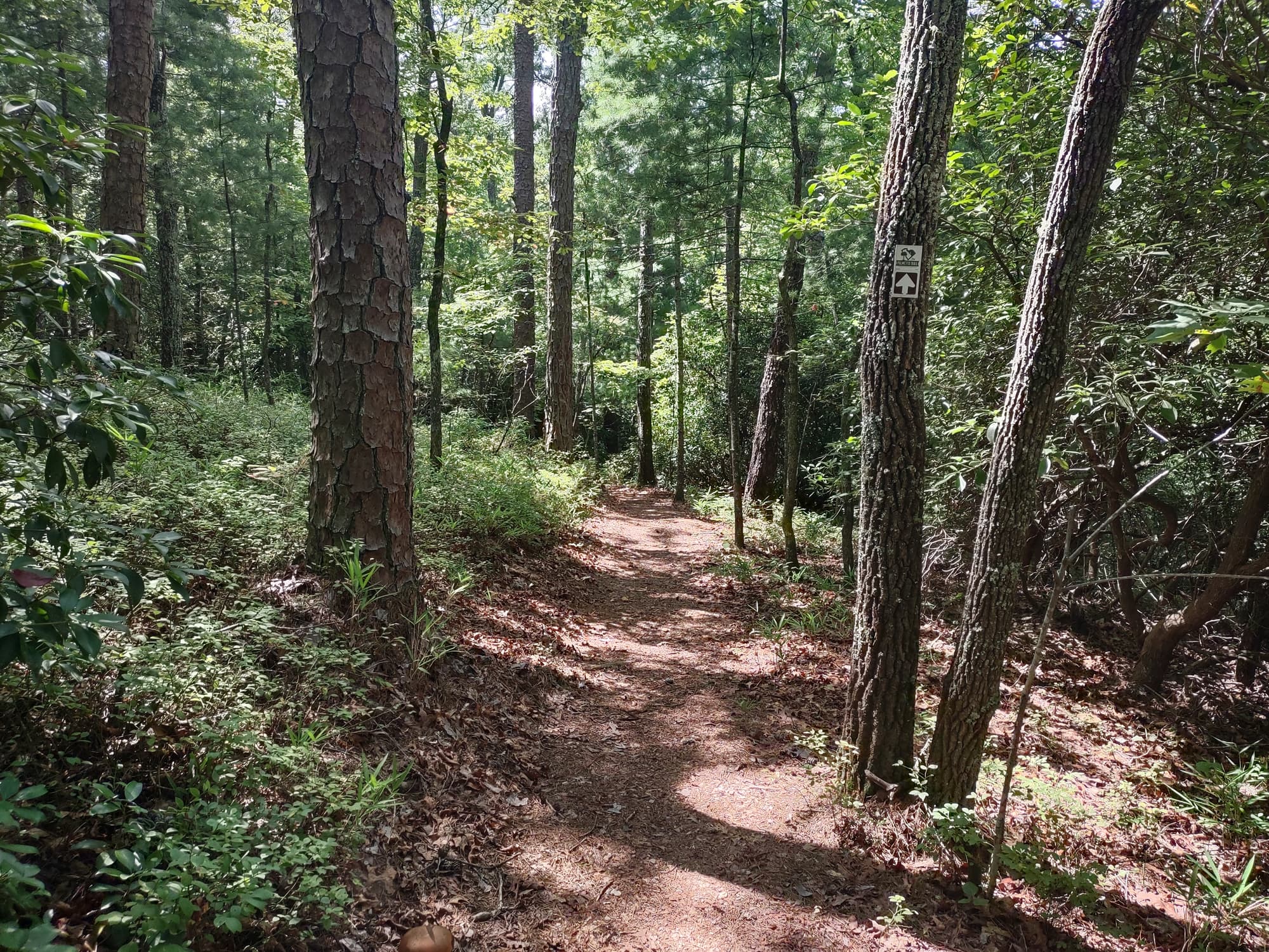 Ross Mountain Passage - The Palmetto Trails