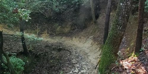 Stumphouse Passage - The Palmetto Trails