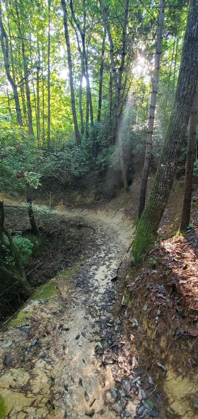 Stumphouse Passage - The Palmetto Trails