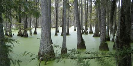 Enoree Passage - The Palmetto Trails