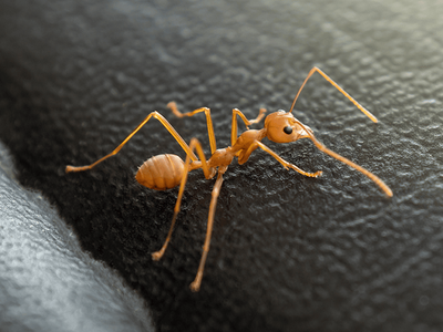 A Guide To Common Types Of Pests In Arizona