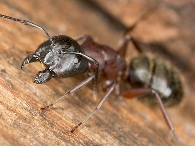 Big Red Ants In House