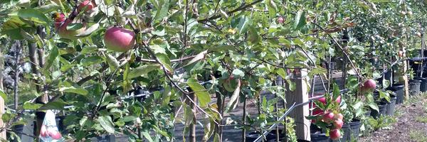 Fruits - Robin's Flower Pot