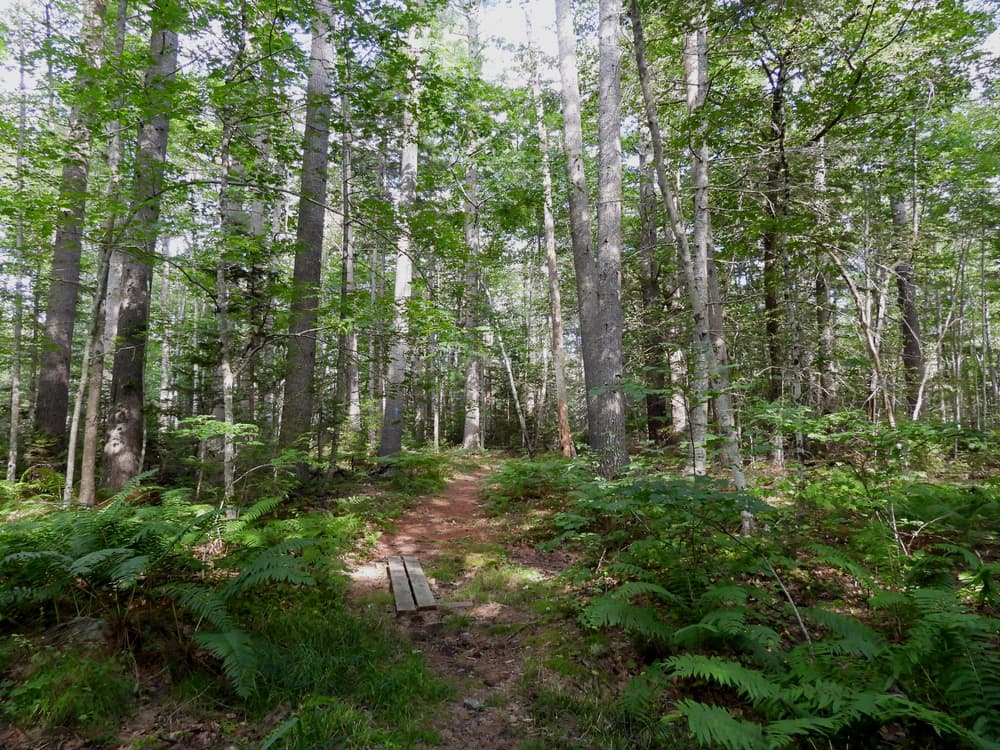 Walpole Woods - Maine Trail Finder