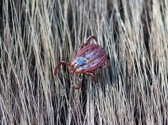 Identifying The Types Of Ticks In Virginia & How To Treat