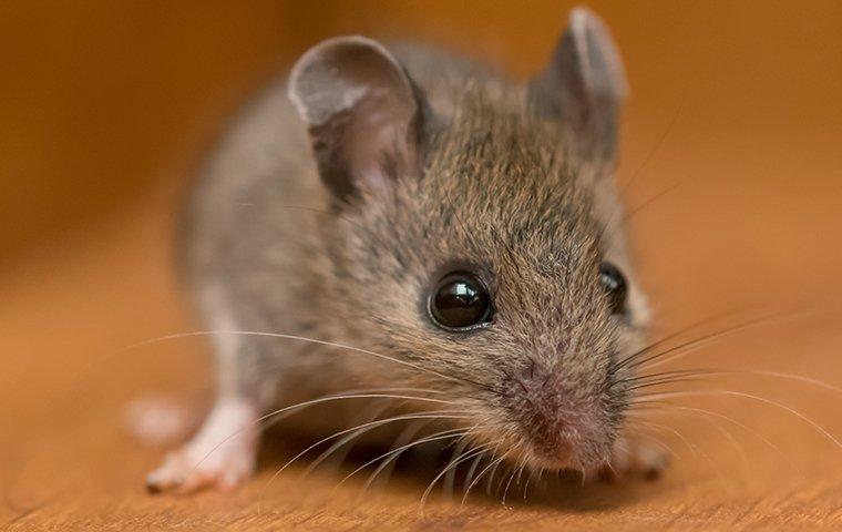The Ultimate Guide to Mouse Removal: Keep Your Franklin Home Safe and Clean