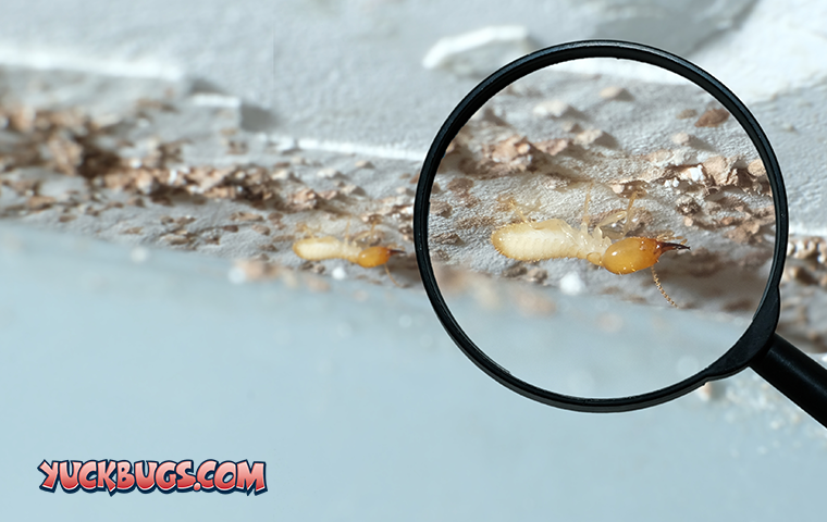 Pest Control FAQs: How to Spot The Difference Between Termites & Ants ...