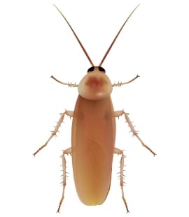 Turkestan Cockroach Identification | All-American Pest Control